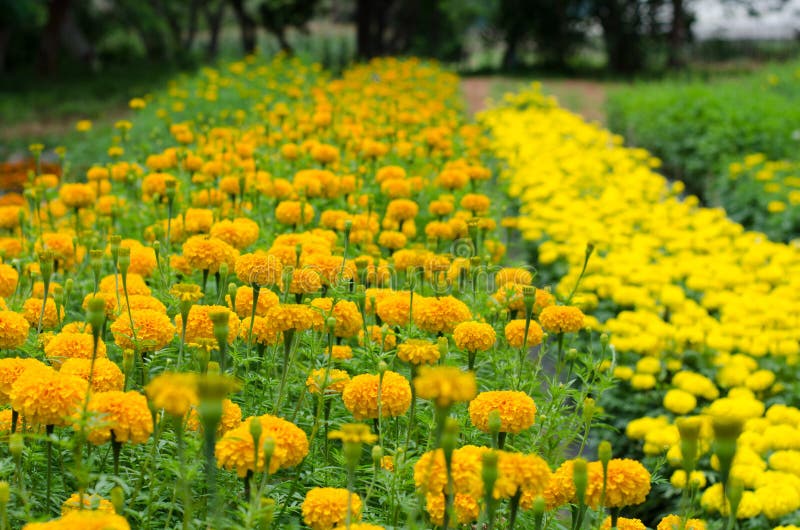 Yellow marigolds stock image. Image of tagetes, pollen - 58826907