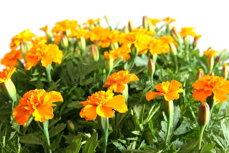 Yellow marigolds stock image. Image of floral, herb, botany - 31383741