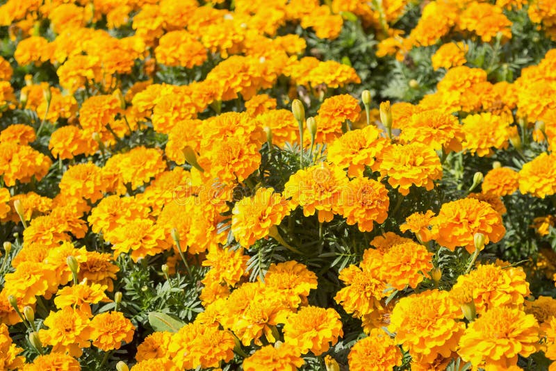 Yellow marigolds stock image. Image of summer, field - 32929461