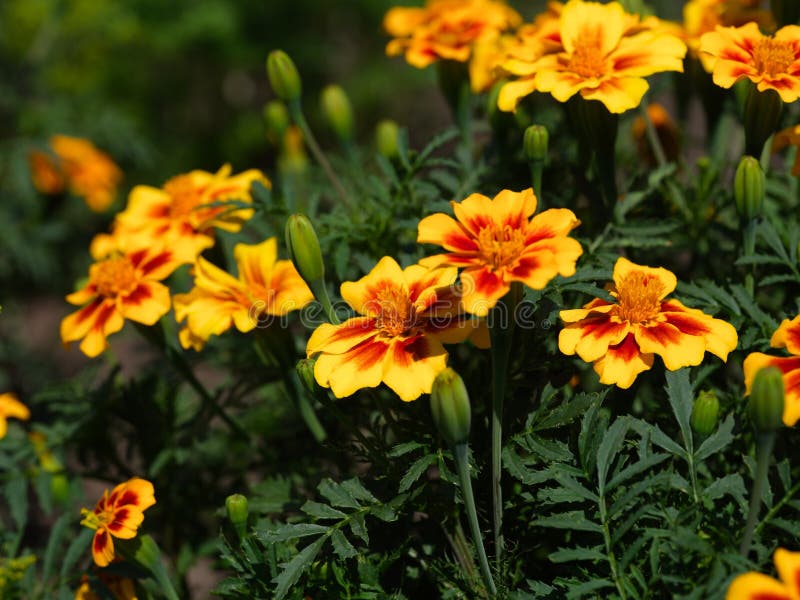 Yellow Marigolds Flowering in a Garden Stock Image - Image of leaf ...