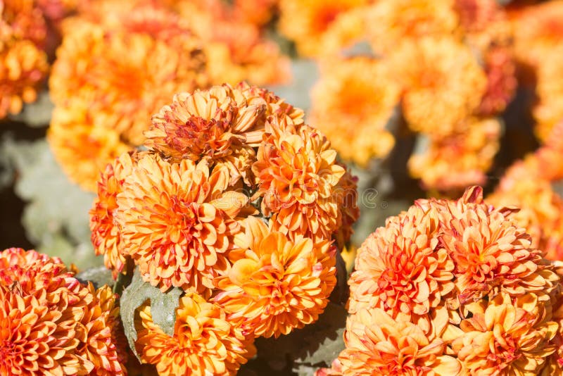 Big Marigold flower stock image. Image of seed, food - 101536719