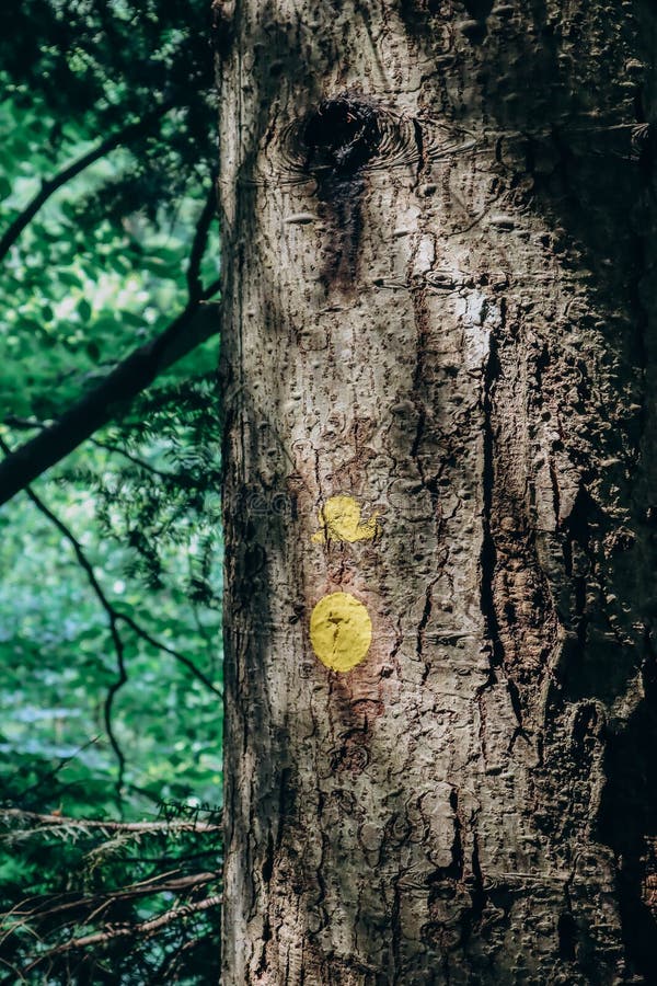 Yellow Marks on Trees in the Forest Indicating a Pedestrian or Walking ...