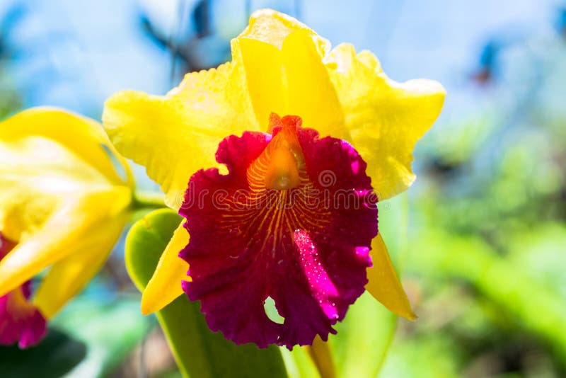Yellow and maroon orchid stock photo. Image of feminine - 32271928
