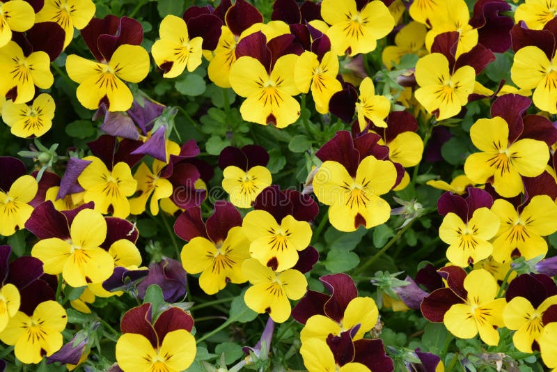 Yellow and Maroon Pansy Flowers Background Stock Photo - Image of ...