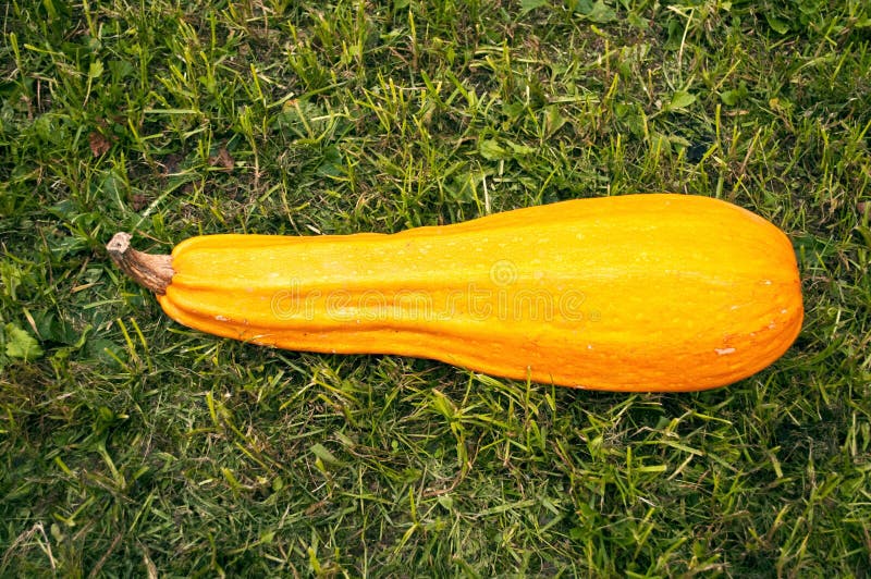 Yellow marrow stock image. Image of diet, fall, garden - 19395155