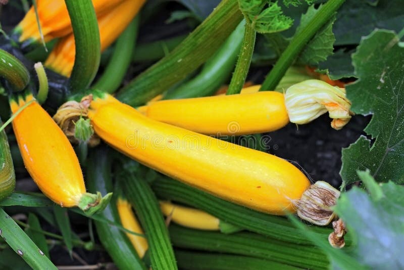Yellow Marrows Growing on the Bed Stock Image - Image of summertime ...