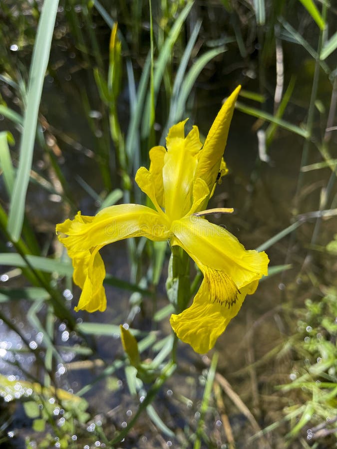 Yellow Marsh Iris Iris Pseudacorus Growing at the Edge of a Pond Stock ...