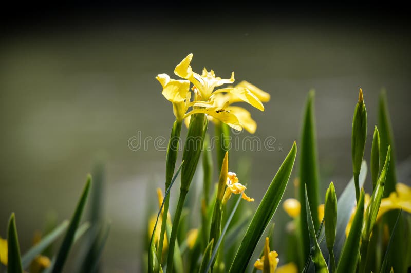 Yellow marsh iris stock photo. Image of france, plant - 183057916