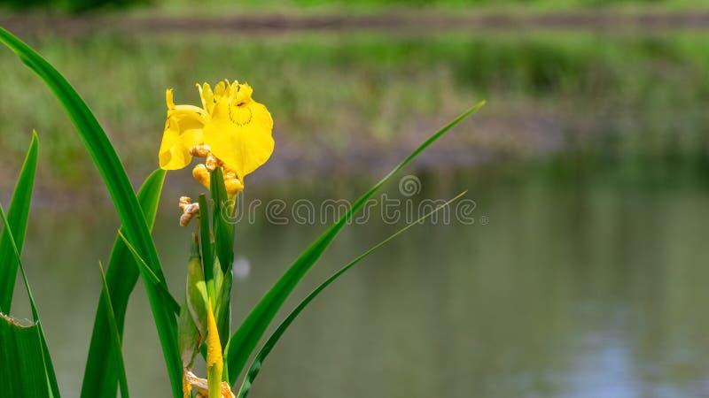 Yellow Marsh Iris Near the River on a Blurred Background Stock Image ...