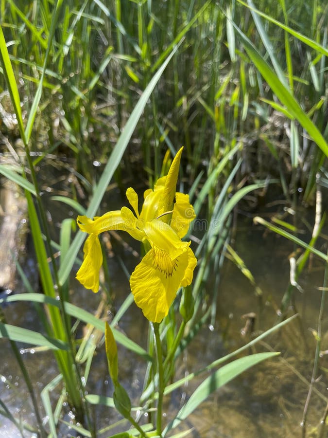Yellow Marsh Iris Iris Pseudacorus Growing at the Edge of a Pond Stock ...