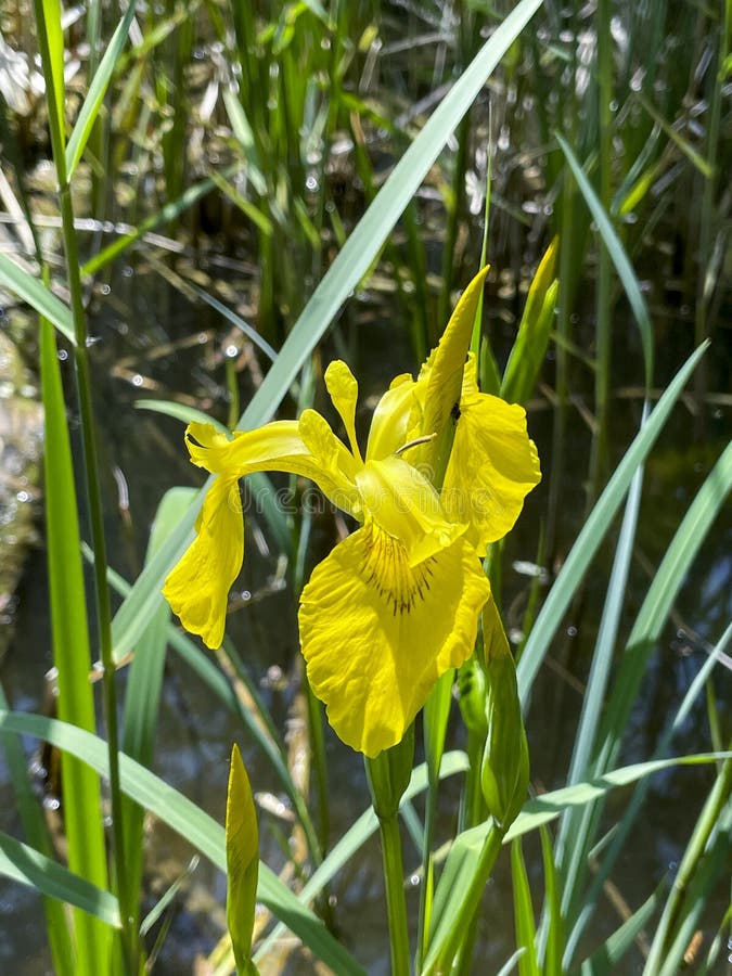 Yellow Marsh Iris Iris Pseudacorus Growing at the Edge of a Pond Stock ...