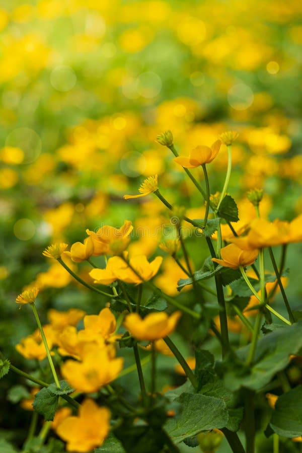 Yellow Marsh Marigold, Caltha Palustris Flower Field. Spring Czech ...