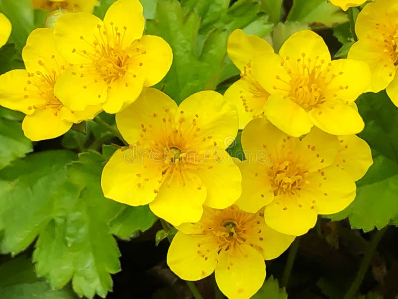 Yellow Marsh Marigold King Cup Plant Caltha Palustris Stock Photo ...