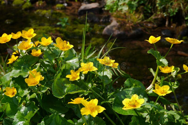 Yellow Marsh Marigold Flowers Grow in a Spring Field. Macro Photo Stock ...