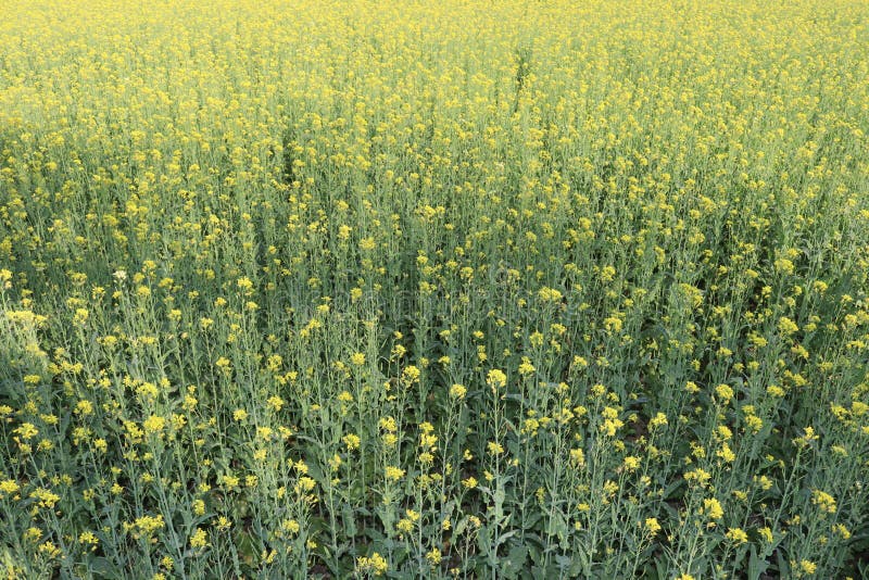 Yellow Master Seed Flower in the Field Stock Photo - Image of fruit ...