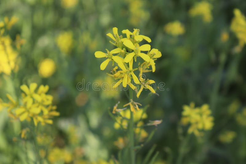 Yellow Master Seed Flower in the Field Stock Photo - Image of vegetable ...