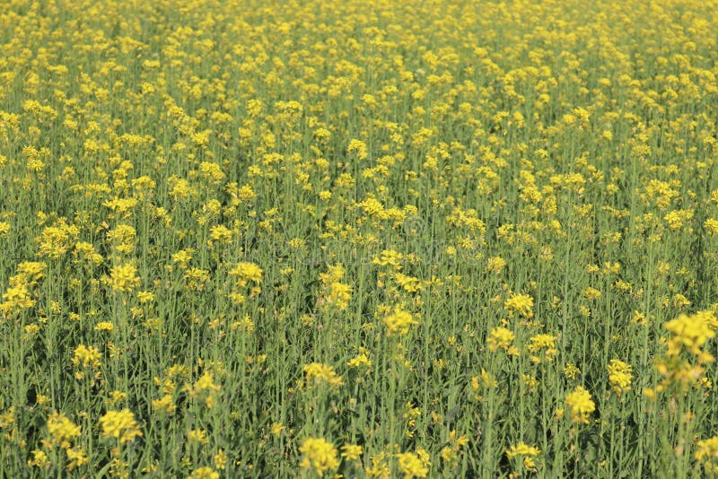 Yellow Master Seed Flower in the Field Stock Image - Image of plant ...