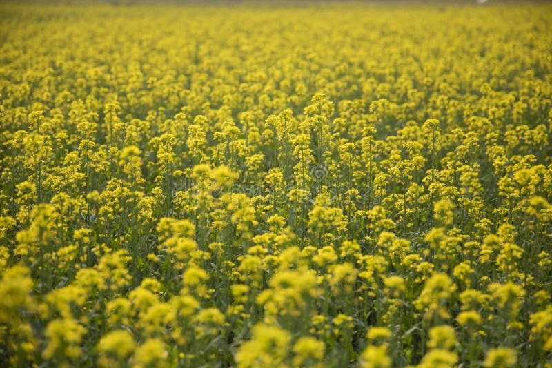 Yellow mastered field stock image. Image of jute, shopkeepers - 176576573
