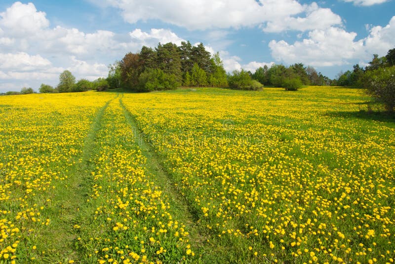 Yellow meadow stock image. Image of blooming, countryside - 22639927