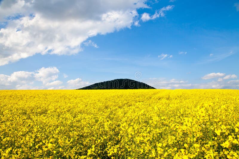 Yellow meadow stock photo. Image of flowers, natural - 25412956