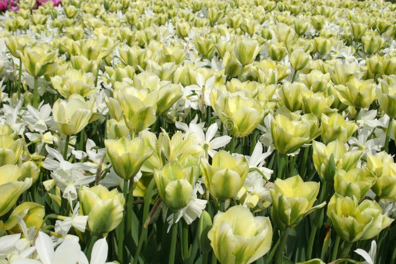 Yellow Flower Field at Easter Stock Photo - Image of lily, easter: 738492