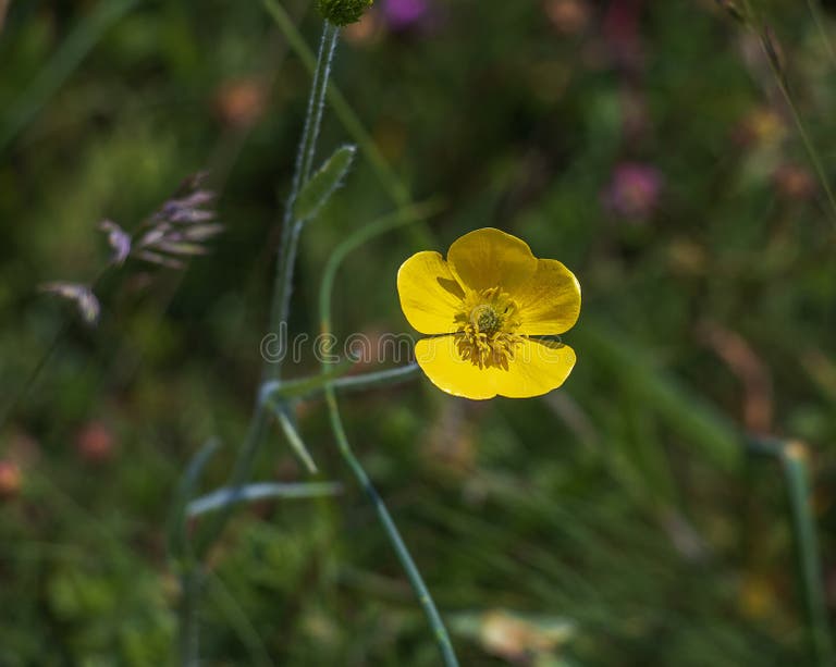 Yellow Meadow Buttercup Ranunculus Acris Stock Photo - Image of grass ...