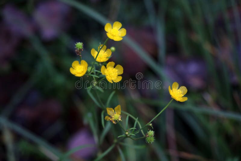 Yellow Meadow Flower on a Summer Green Meadow Stock Photo - Image of ...