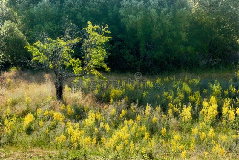 Yellow meadow of flowers stock image. Image of cote, tourtour - 20134613