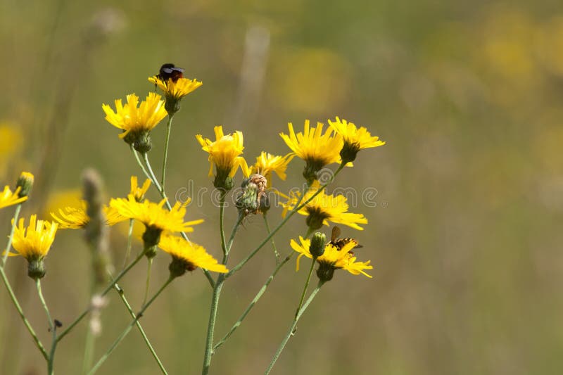 Yellow meadow flowers stock image. Image of animal, plant - 22475581