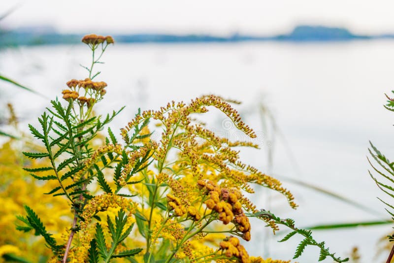 Yellow meadow flowers stock photo. Image of green, field - 80397252