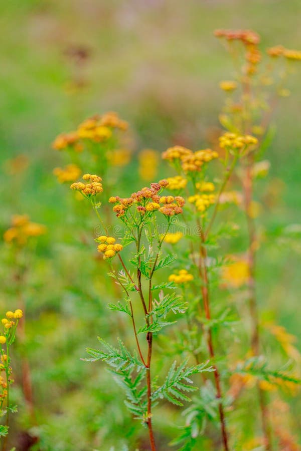 Yellow meadow flowers stock photo. Image of leaves, light - 80391116