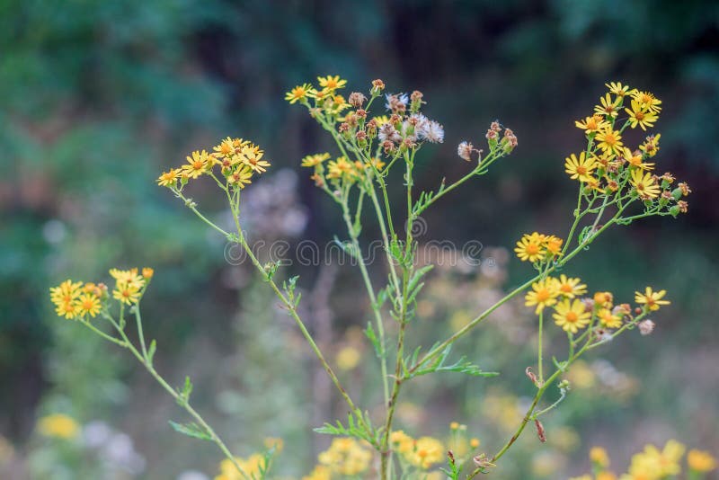 Yellow meadow flowers stock photo. Image of yellow, leaves - 80391262