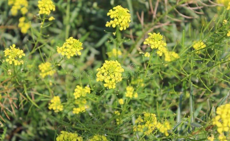 Yellow meadow flowers stock image. Image of flowers, herb - 75216861