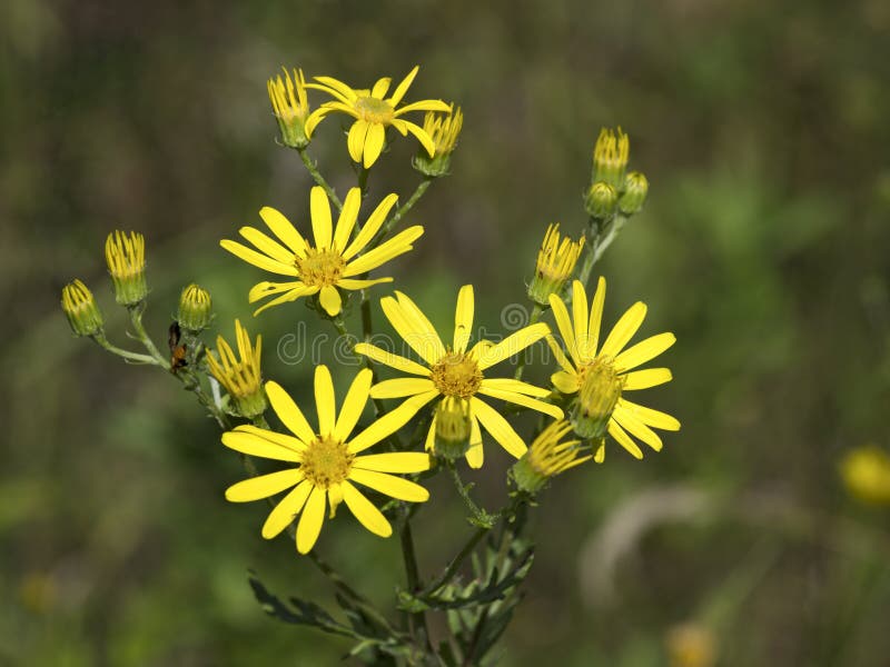 Yellow meadow flowers stock photo. Image of flowers, plant - 74493020