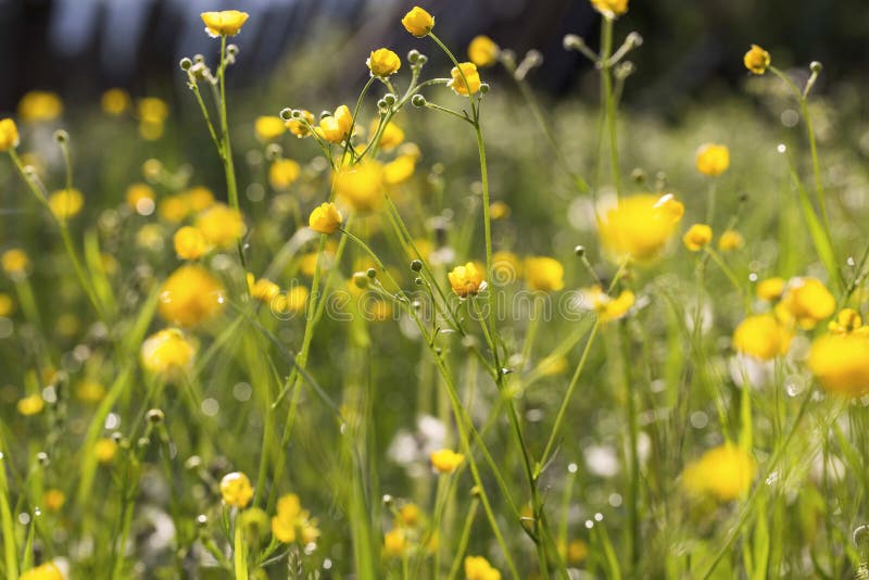 Yellow meadow flowers stock photo. Image of bright, cloud - 93498128