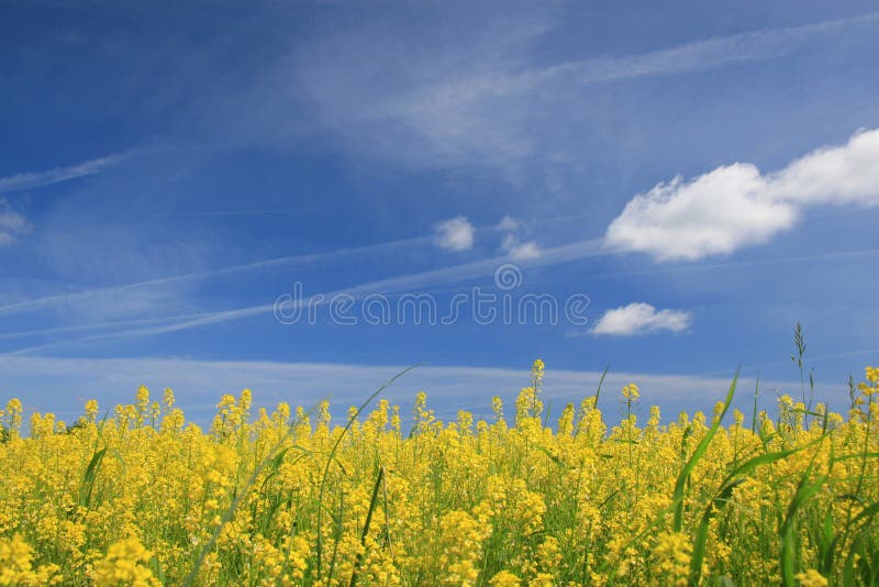Yellow meadow flowers stock photo. Image of leaves, light - 80391116