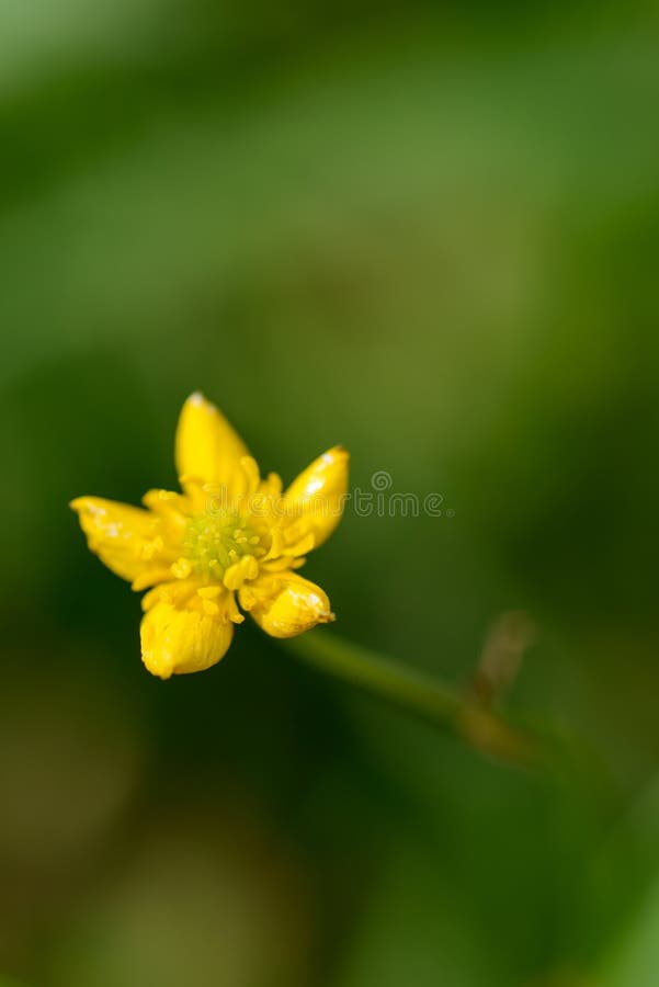 Yellow meadow flowers stock photo. Image of beautiful - 31686582
