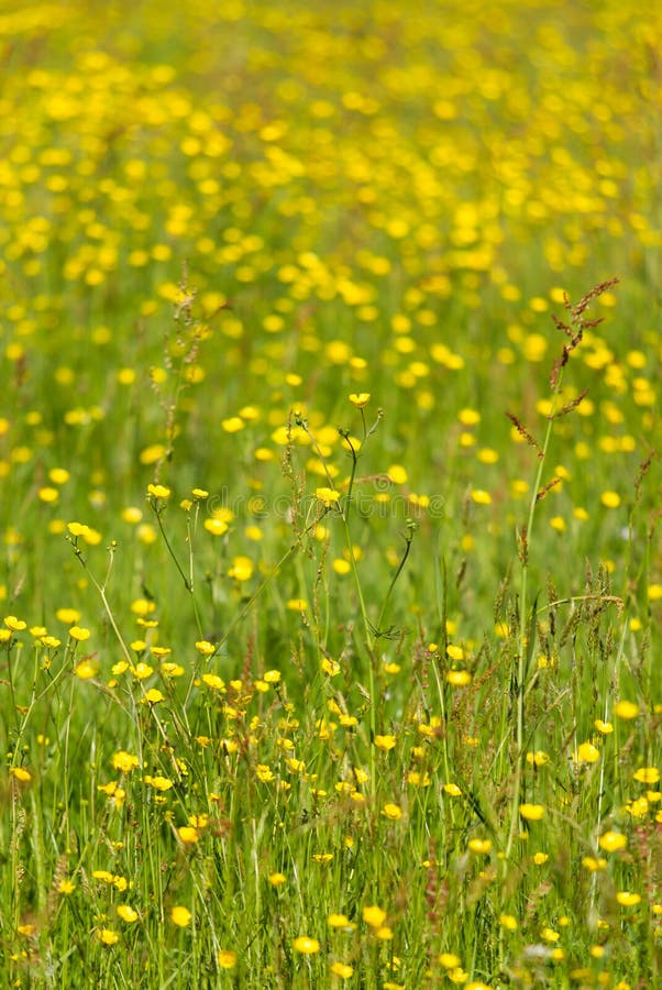 Yellow meadow stock photo. Image of spring, outdoor, blossom - 40858448