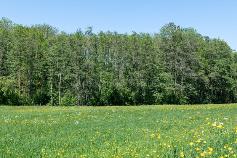 Meadow in the forrest stock image. Image of prairie - 200741315
