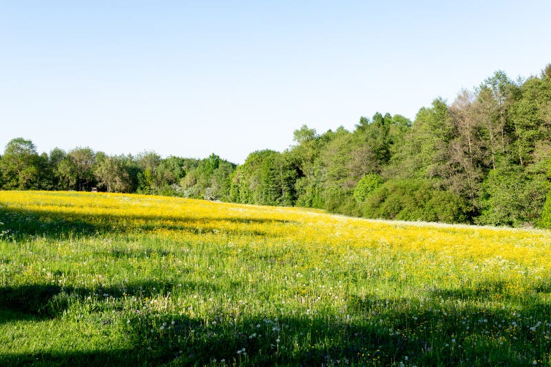 Meadow in the forrest stock image. Image of prairie - 200741315