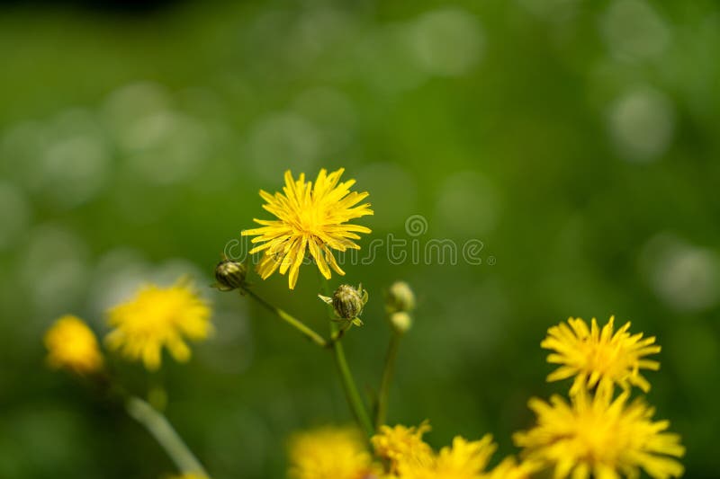 Yellow Meadow Hawkweed (Hieracium Caespitosum) in Green Meadow Stock ...