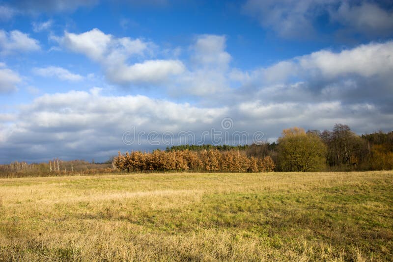 Yellow Meadow Near the Forest, Clouds on Sky Stock Photo - Image of ...