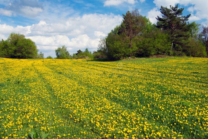 Yellow Meadow and Sky with Beautiful Clouds Stock Image - Image of ...