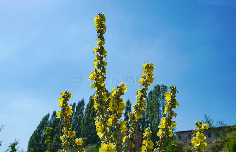 A Yellow Medicinal Flower Growing at the Base Stock Photo - Image of ...