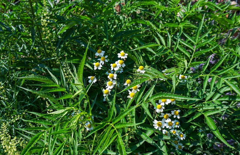A Yellow Medicinal Flower Growing at the Base Stock Image - Image of ...