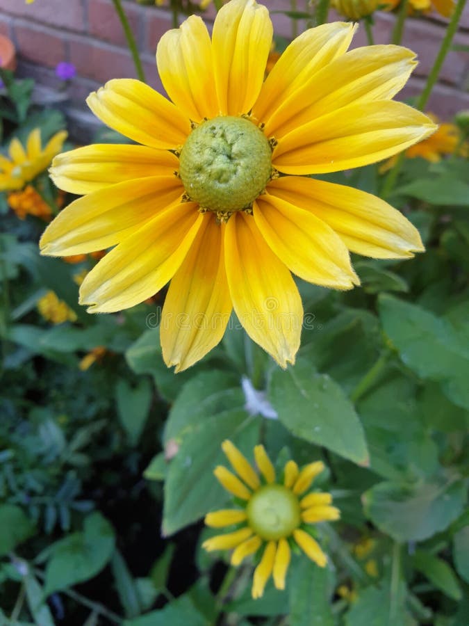 Yellow Mellow Flower Nature Stock Image - Image of wildflower, blossom ...