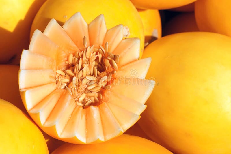 Yellow melon stock photo. Image of sweet, eatable, delicious - 26231640