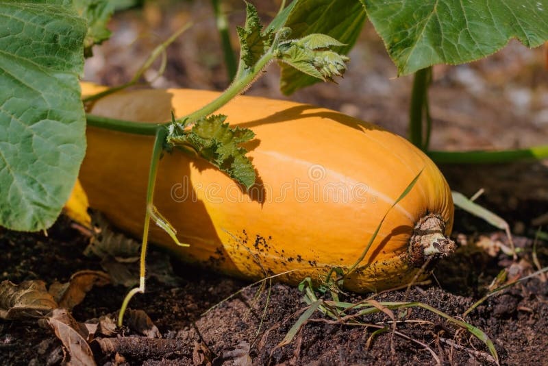 Yellow melon on the earth stock photo. Image of melon - 100453314