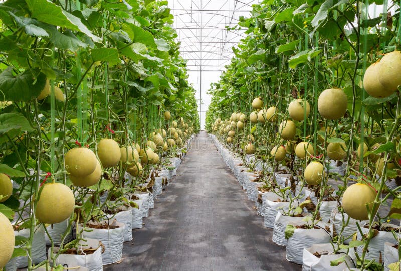 Yellow melon on field stock image. Image of garden, soil - 44875969