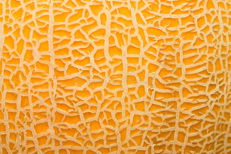 Melon texture stock image. Image of yellow, texture, closeup - 11240663